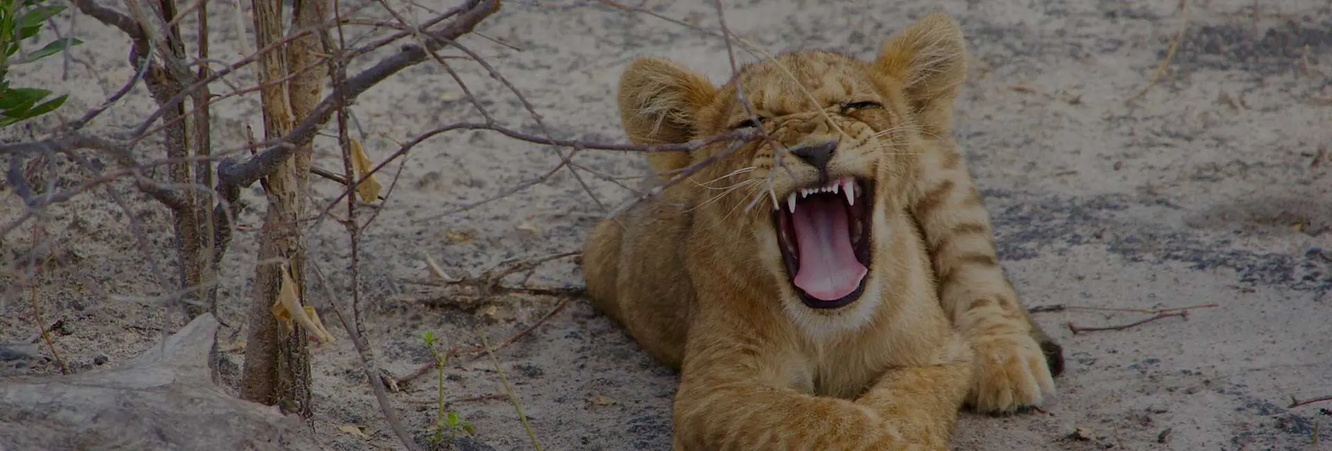 9 Days Botswana Big Game Tour | Pride Safari